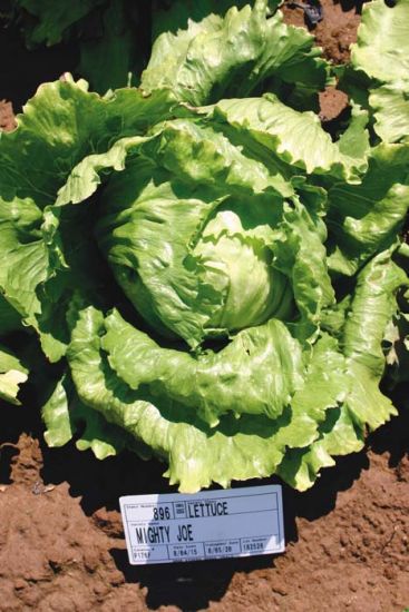 Lettuce: Mighty Joe | My Site