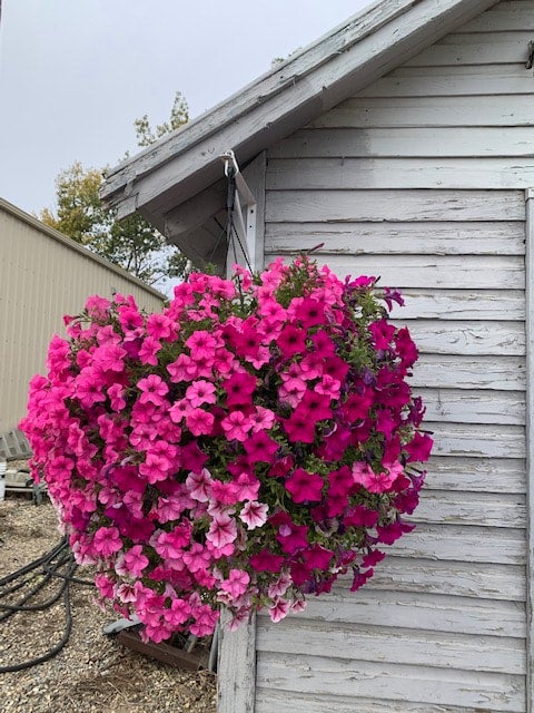 LAL Sumo Plum, Sumo Pink, Raspberry Ice 15 Inch Hanging BAsket | My Site