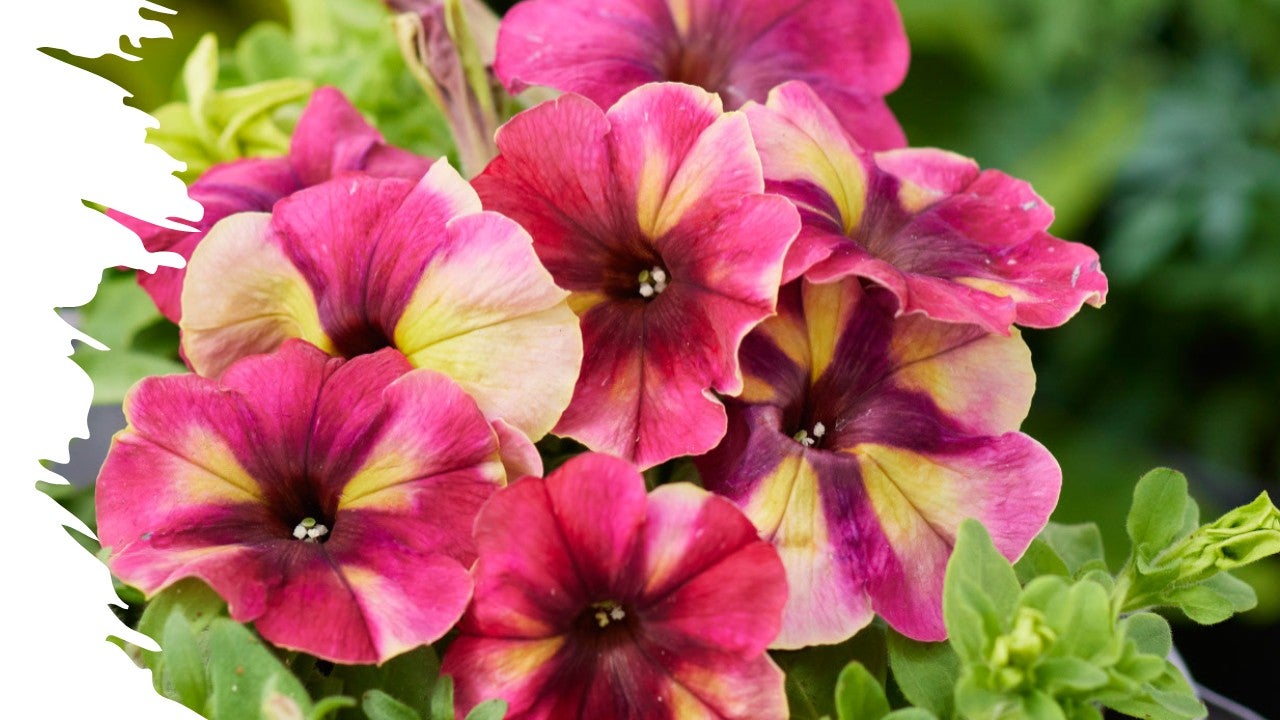 OHSB 10.75 inch Petunia Shake Raspberry | My Site