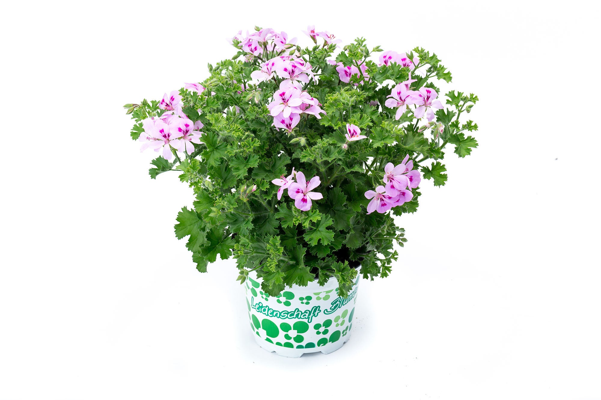 Geranium-Scented, Lemona in 4.5 Inch Pot | My Site