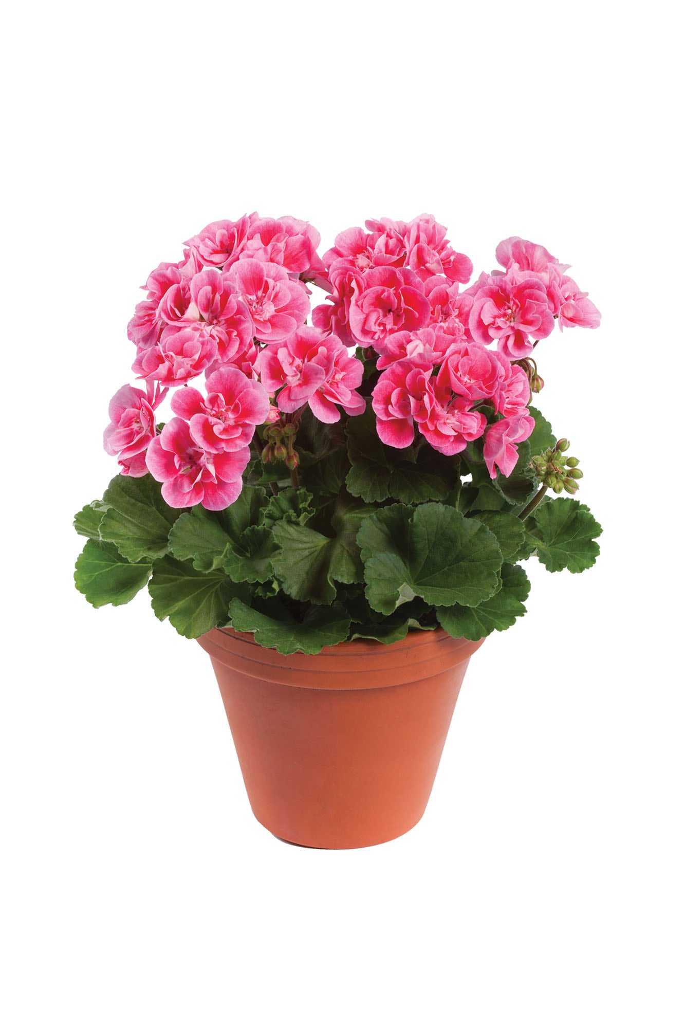 Geranium - Darko Spanish Wine Rose in 4.5 Inch Pot | My Site
